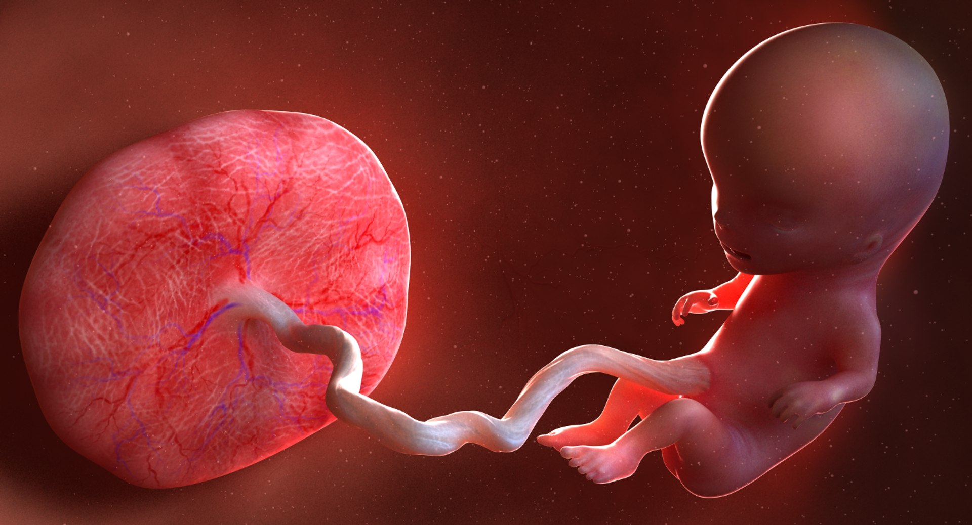 Fetus Week 11 3D Model - TurboSquid 1223367