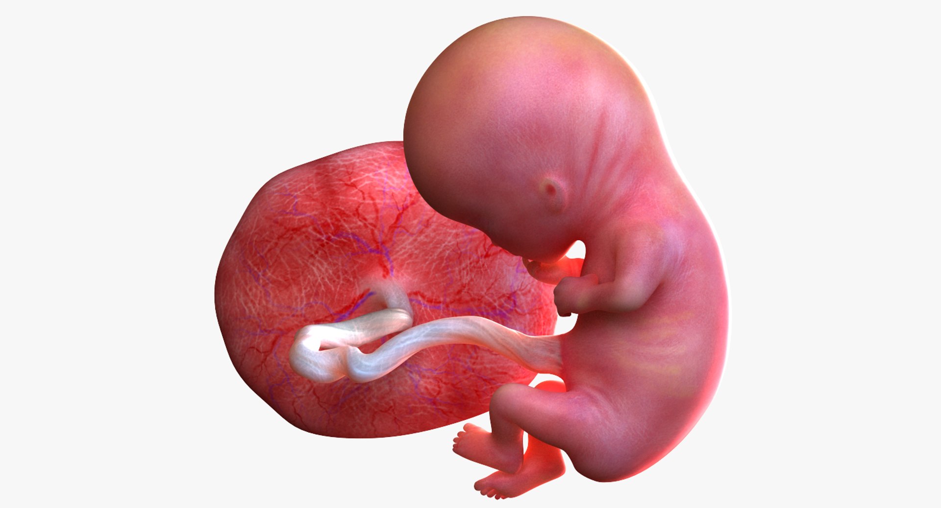 Fetus Week 11 3D Model - TurboSquid 1223367