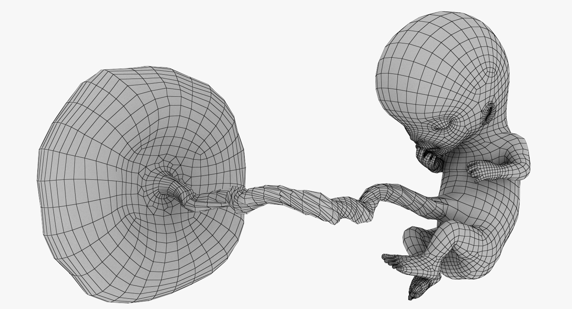 Fetus Week 11 3D Model - TurboSquid 1223367