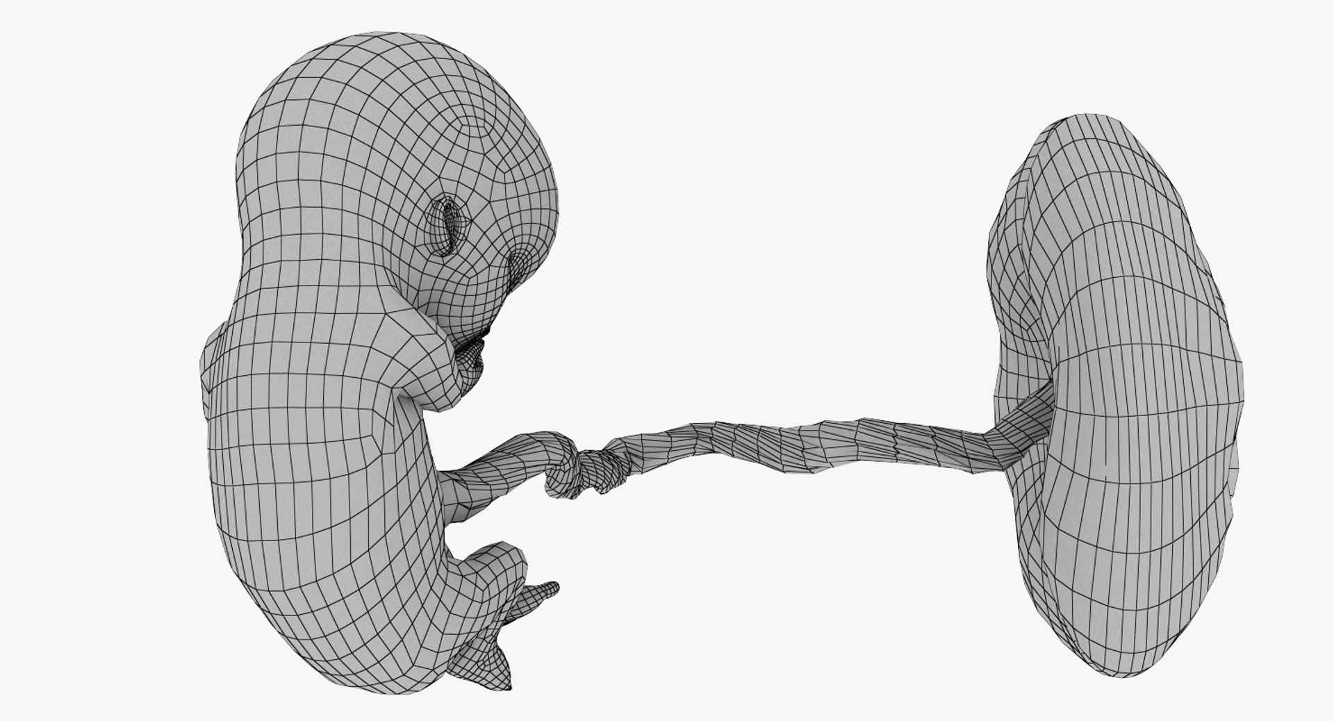 Fetus Week 11 3D Model - TurboSquid 1223367