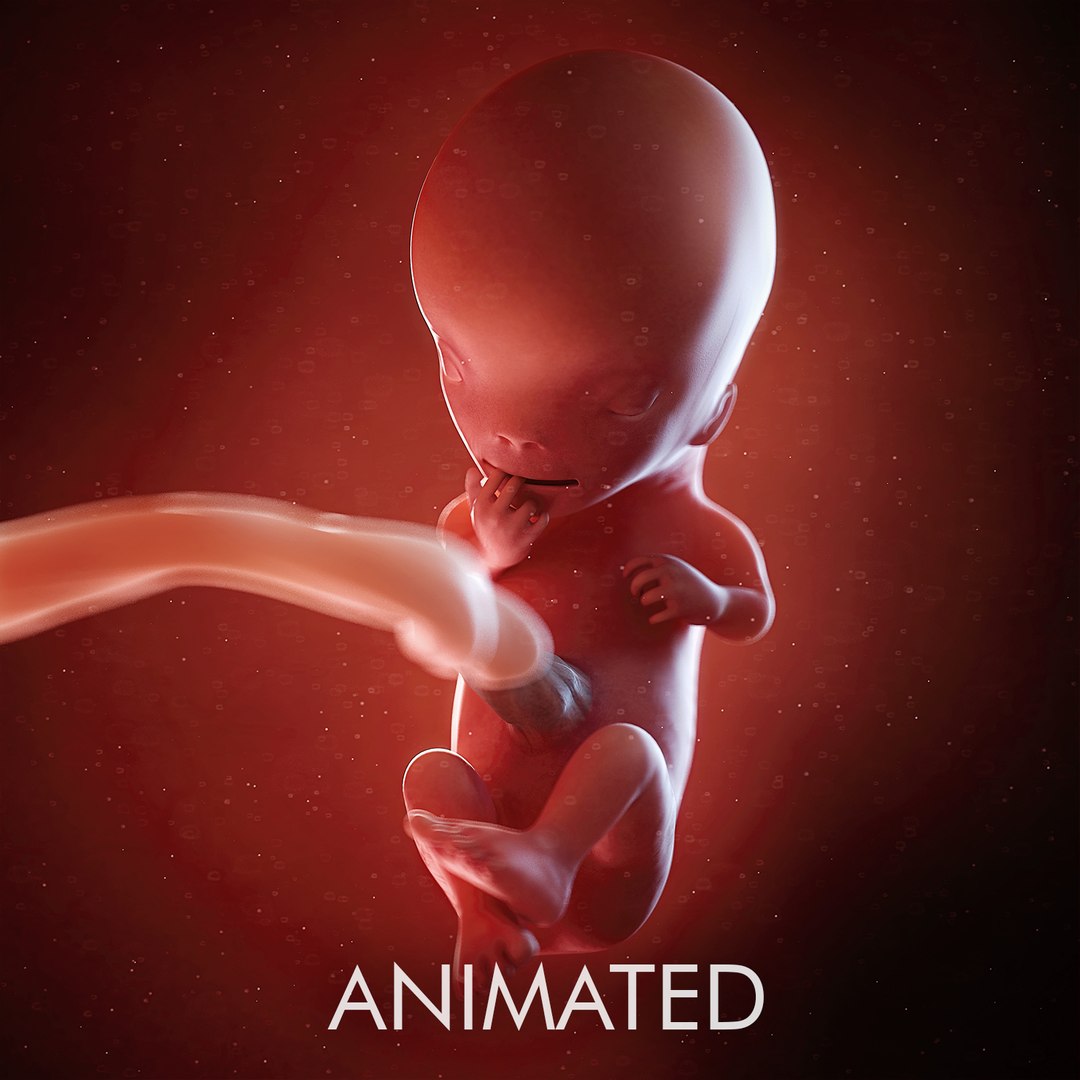 Fetus Week 11 3D Model - TurboSquid 1223367