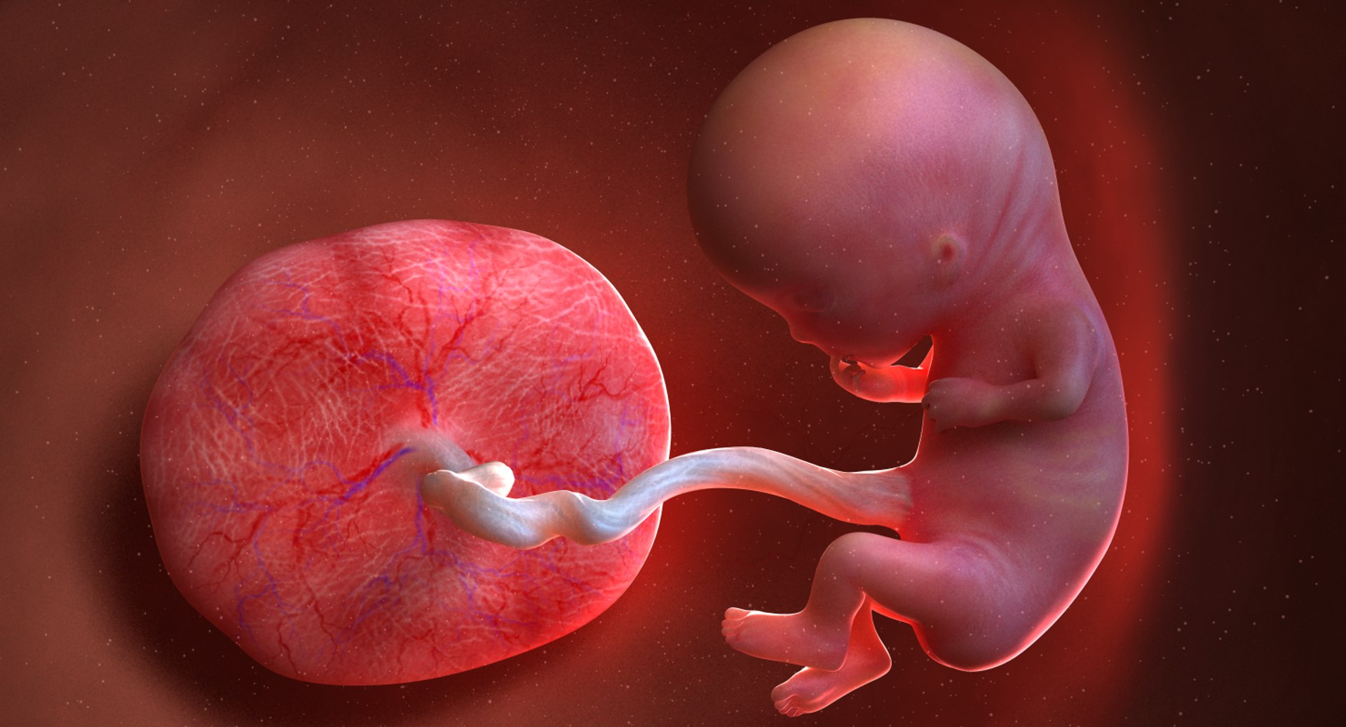 Fetus Week 11 3D Model - TurboSquid 1223367