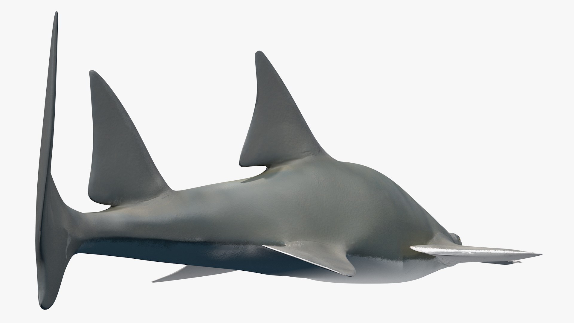 3D Model Sawfish Attack Pose Fish - TurboSquid 1580988