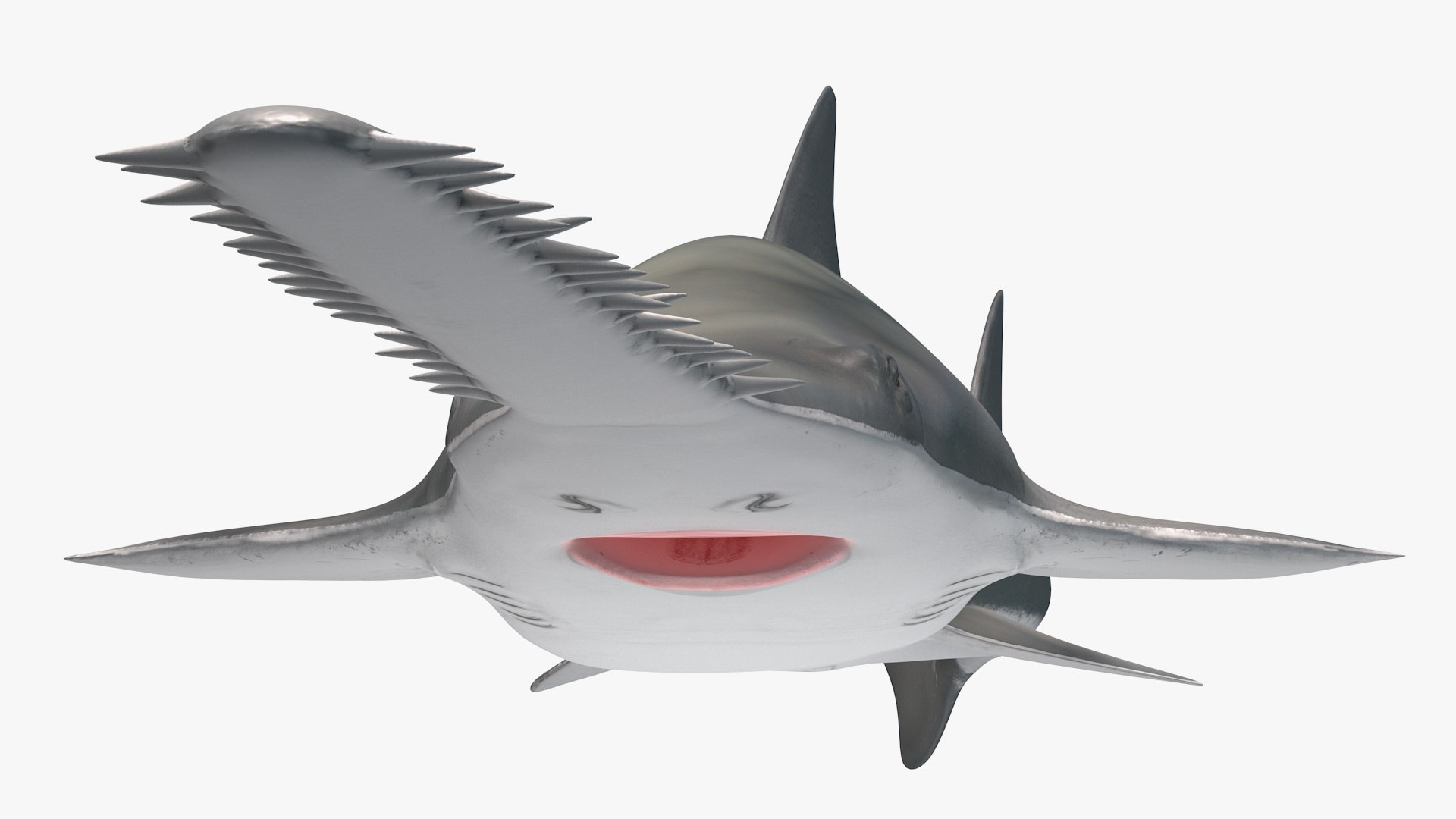 3D Model Sawfish Attack Pose Fish - TurboSquid 1580988