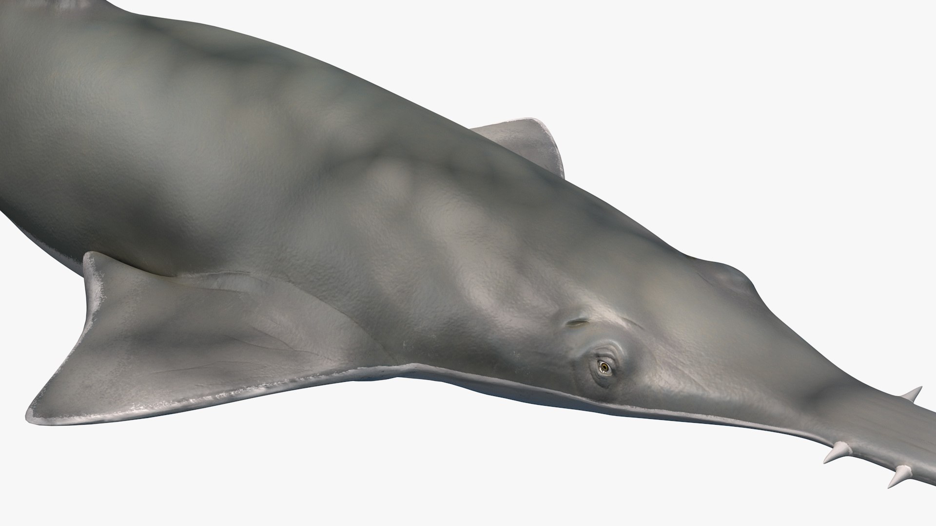 3D Model Sawfish Attack Pose Fish - TurboSquid 1580988
