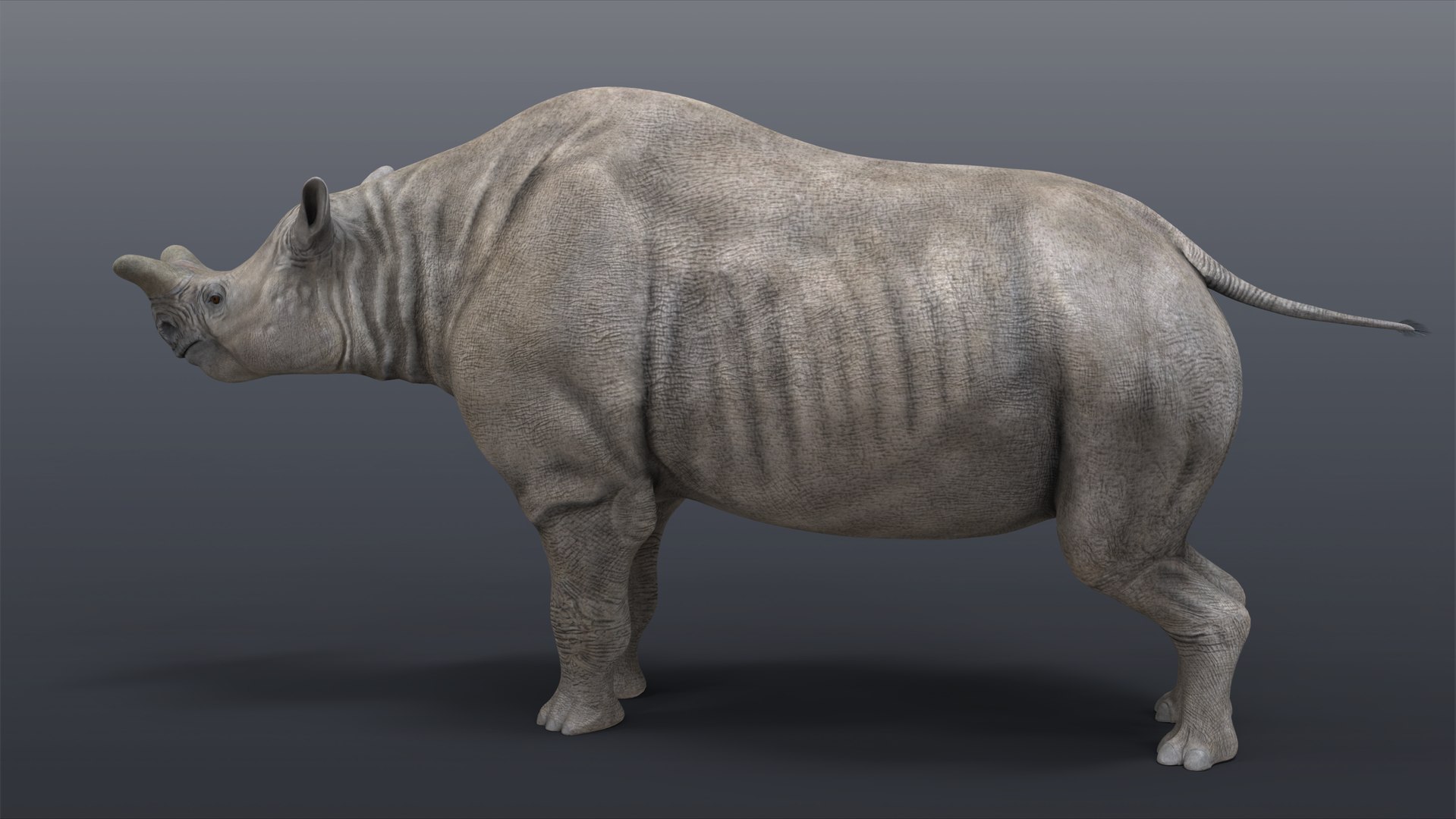 Megacerops Coloradensis 3D Model - TurboSquid 2358038