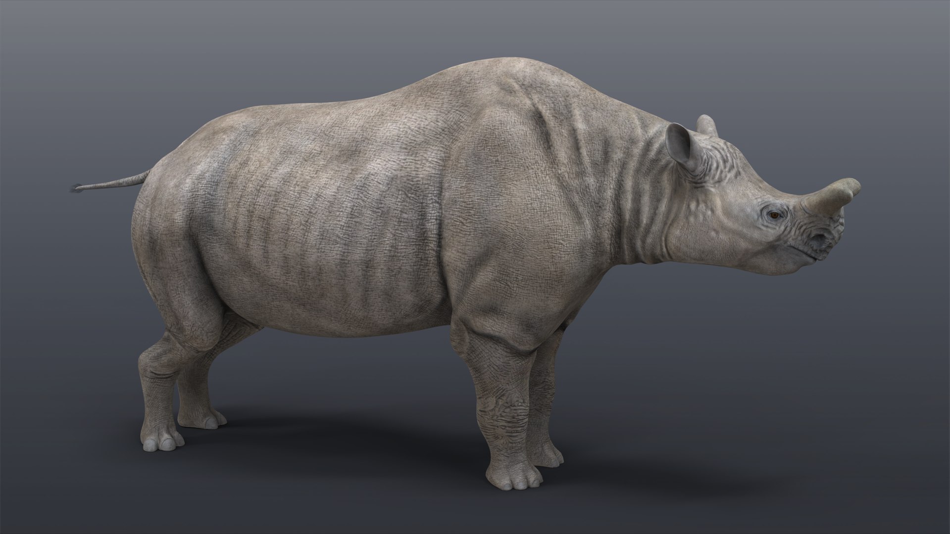 Megacerops Coloradensis 3D Model - TurboSquid 2358038