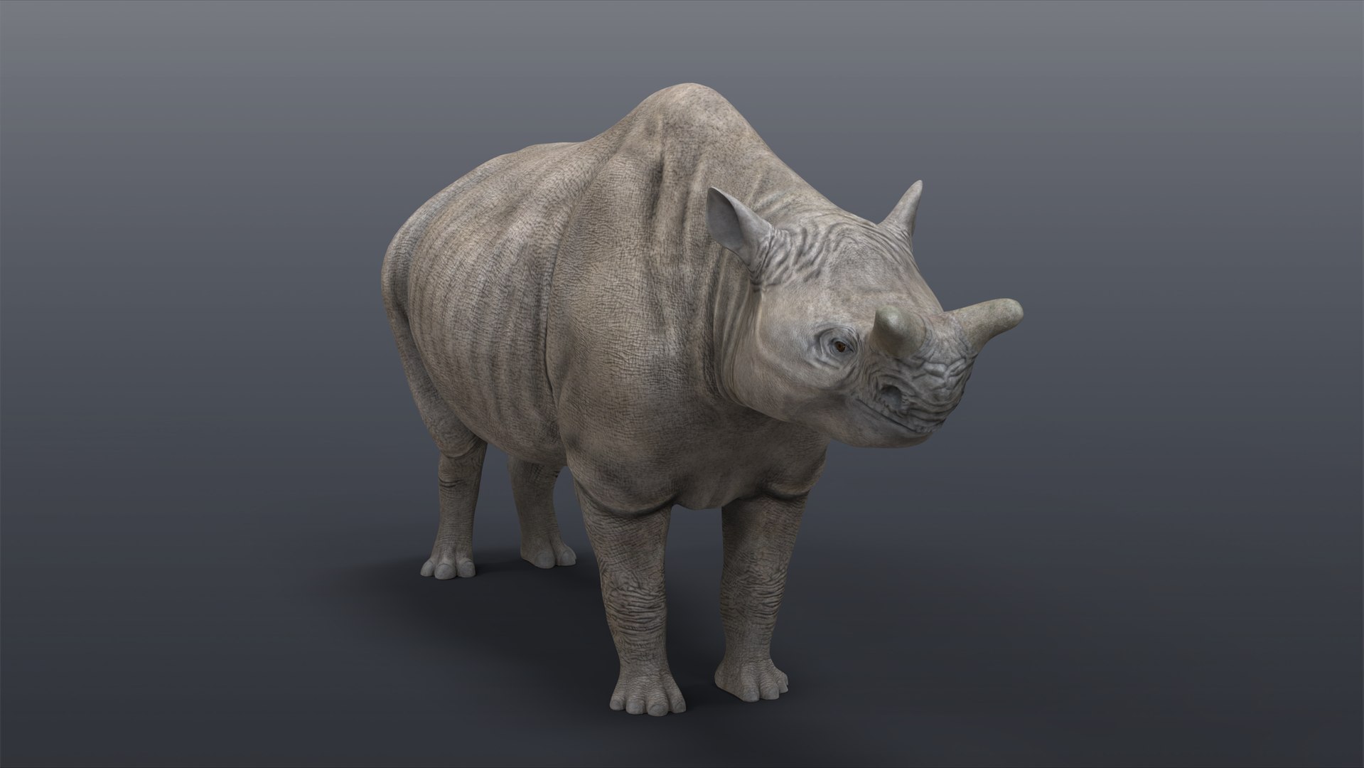 Megacerops Coloradensis 3D Model - TurboSquid 2358038