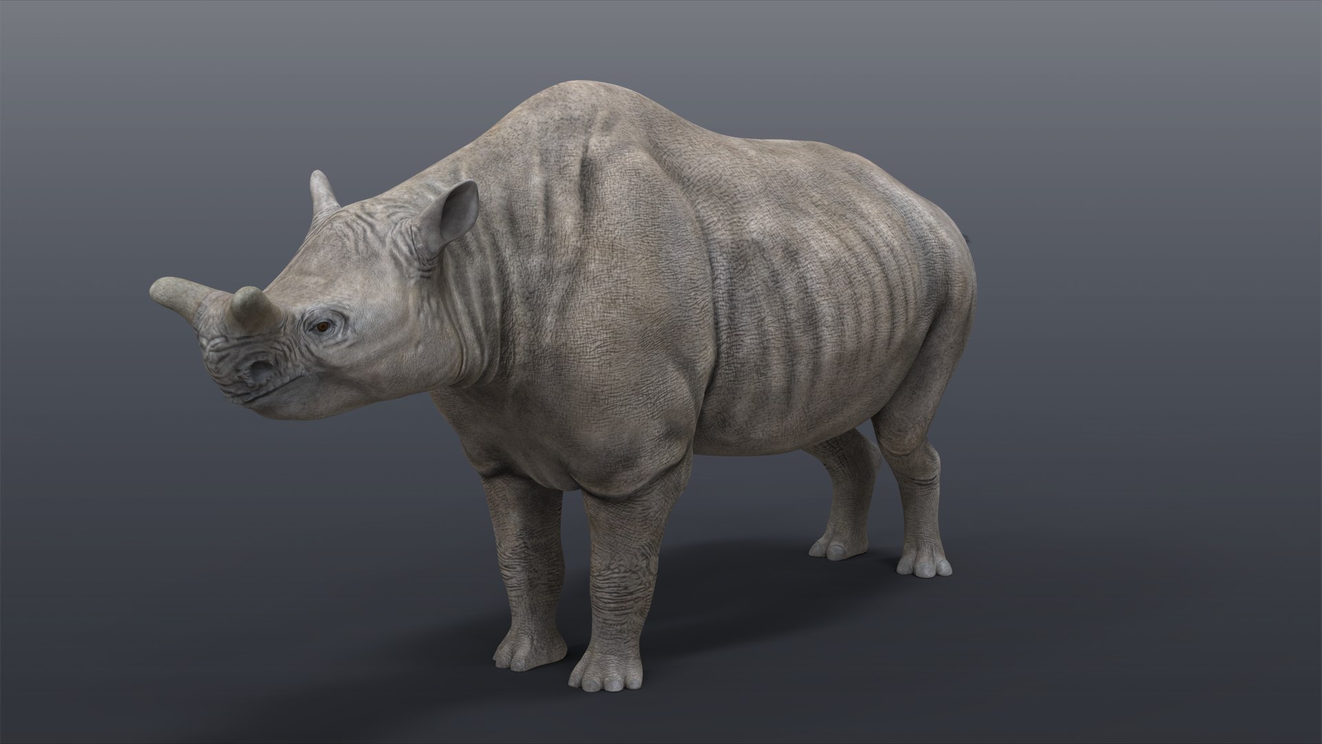 Megacerops Coloradensis 3D Model - TurboSquid 2358038