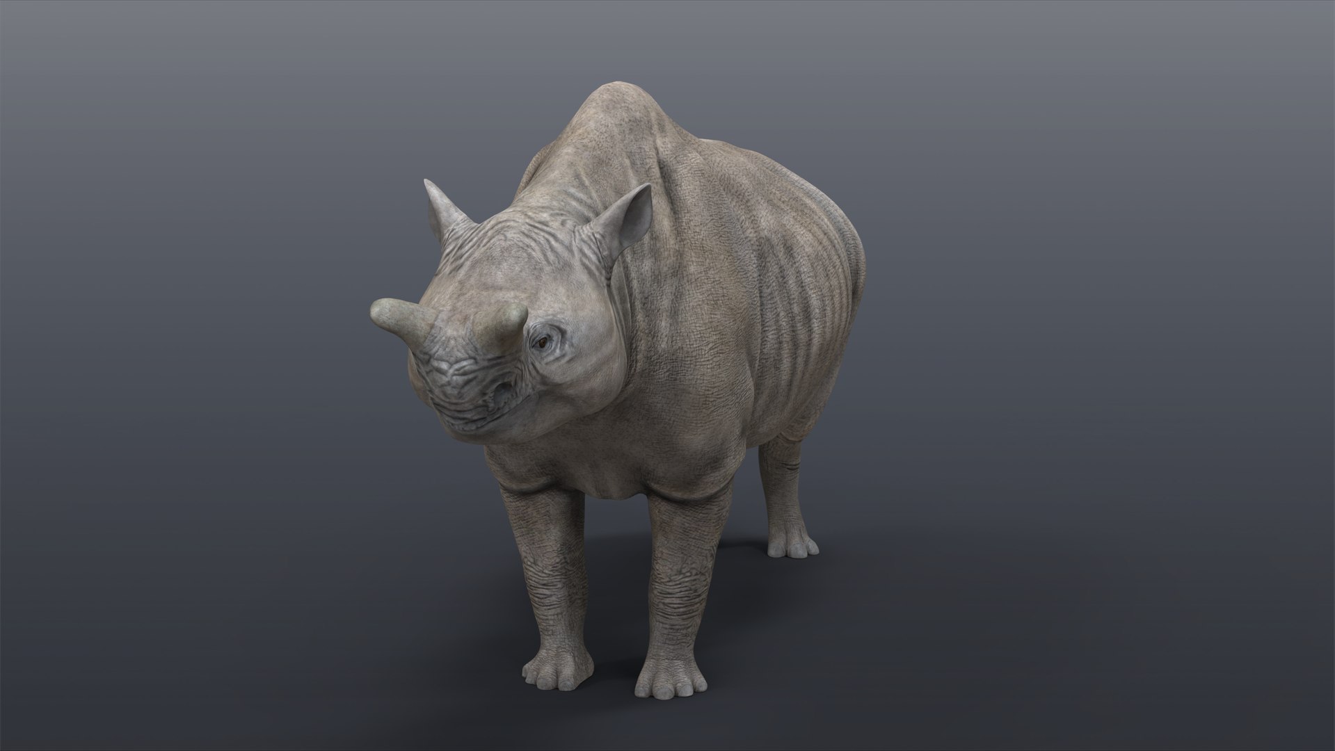 Megacerops Coloradensis 3D Model - TurboSquid 2358038