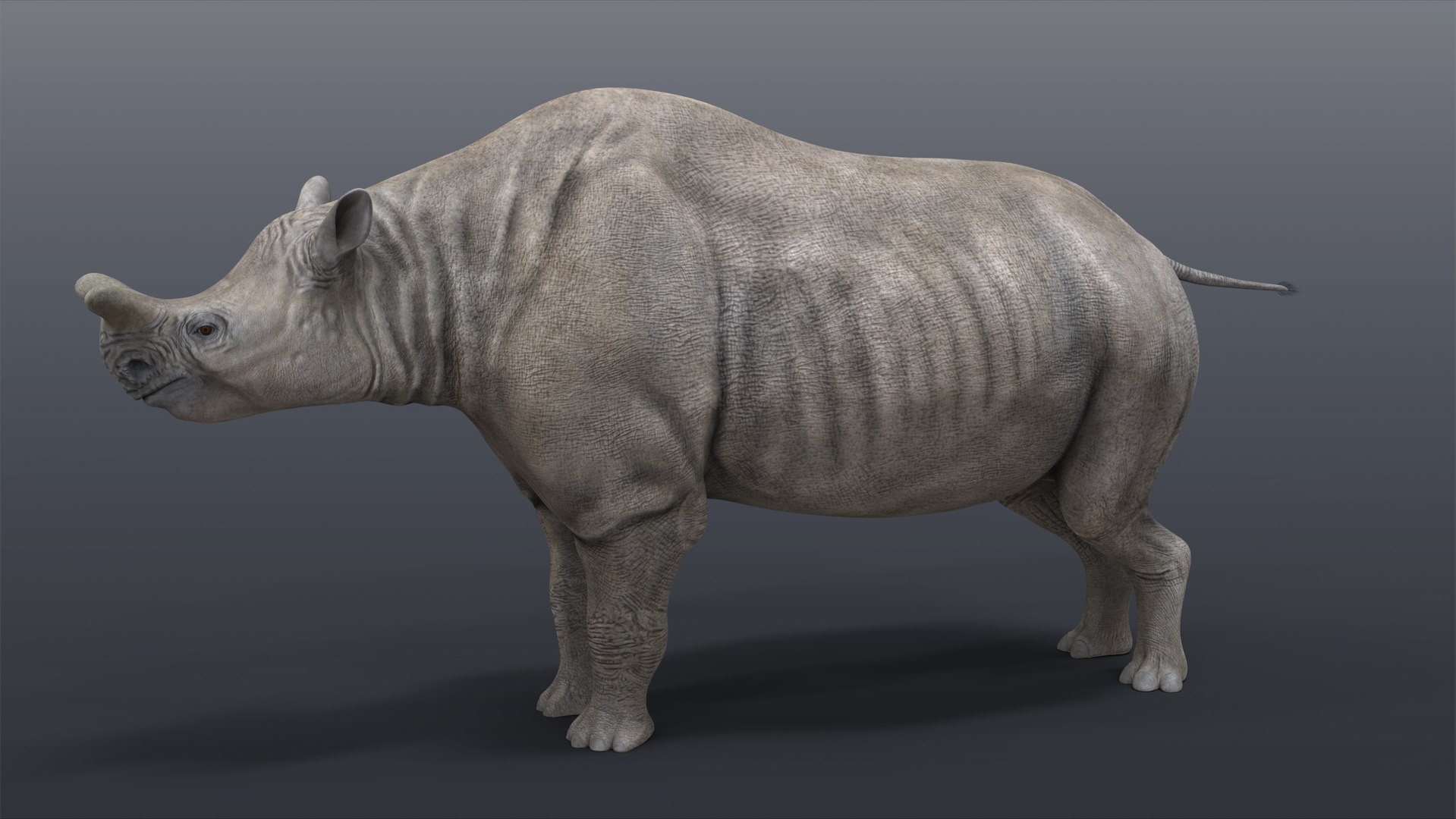 Megacerops Coloradensis 3D Model - TurboSquid 2358038
