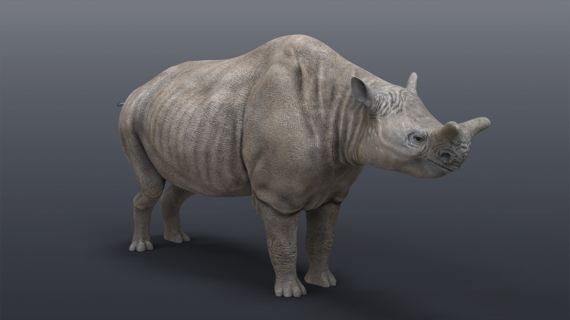 Megacerops Coloradensis 3D Model - TurboSquid 2358038