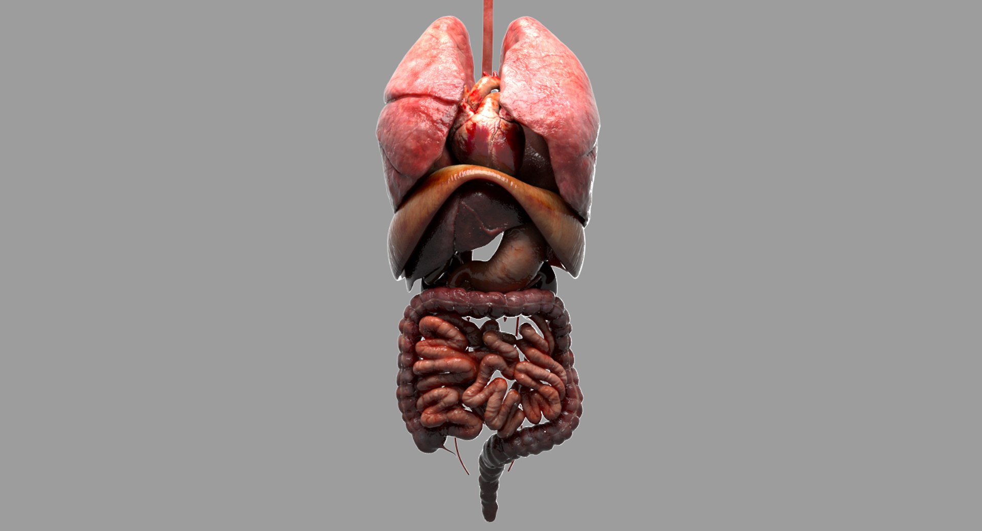 Internal Organs 3D Model - TurboSquid 1286974