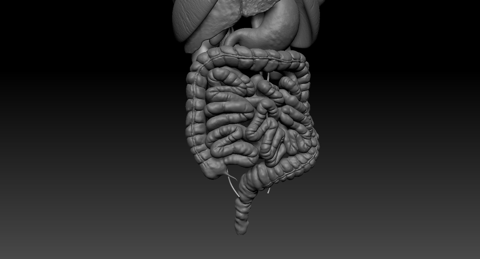 Internal organs 3D model - TurboSquid 1286974