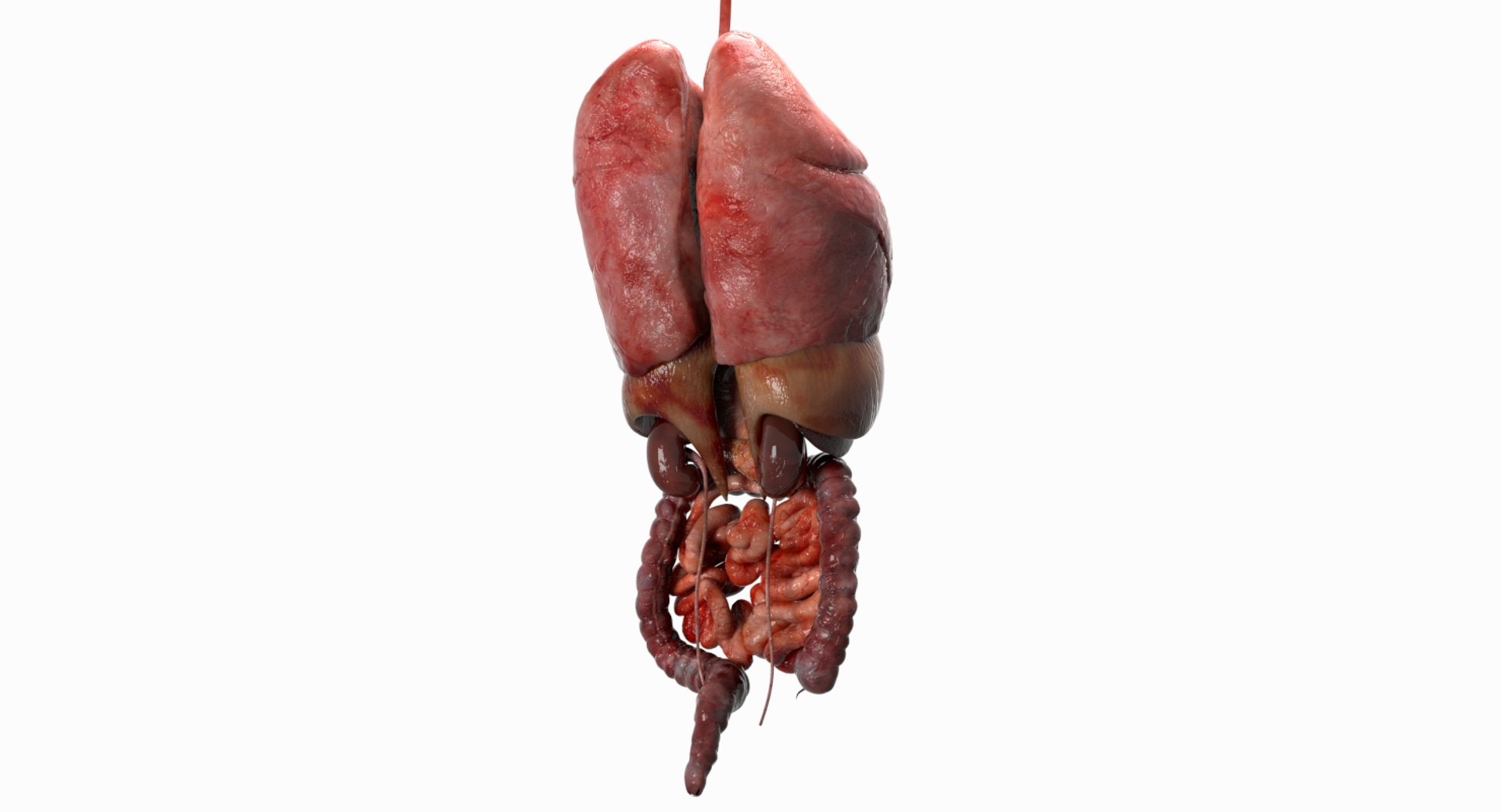 Internal Organs 3D Model - TurboSquid 1286974