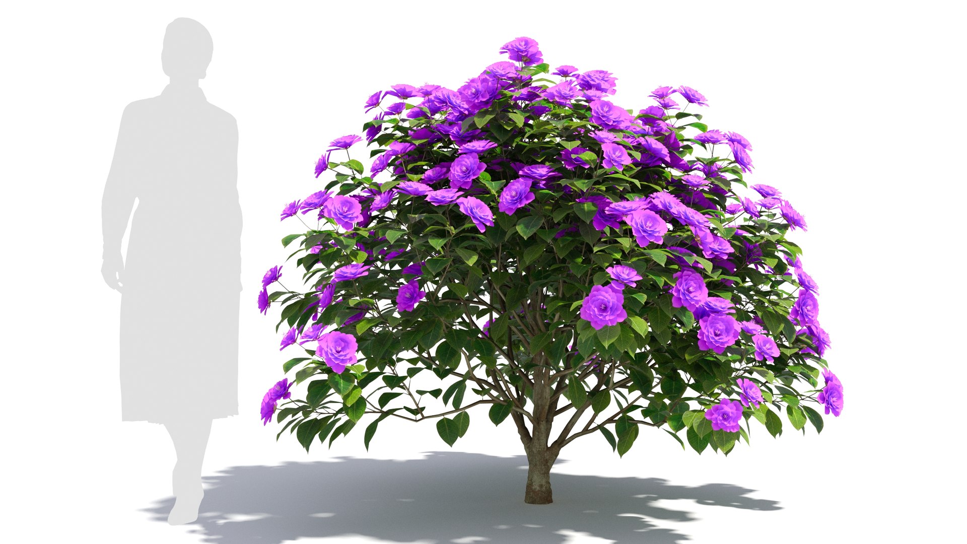 3D Camellias - TurboSquid 2048402