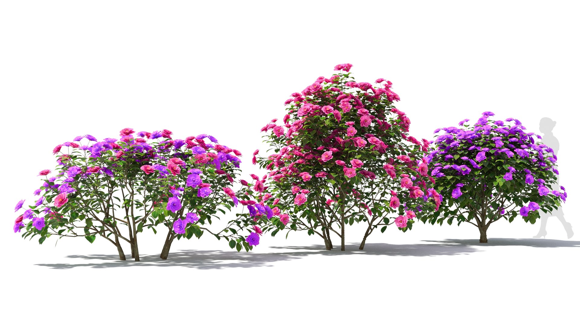 3D Camellias - TurboSquid 2048402