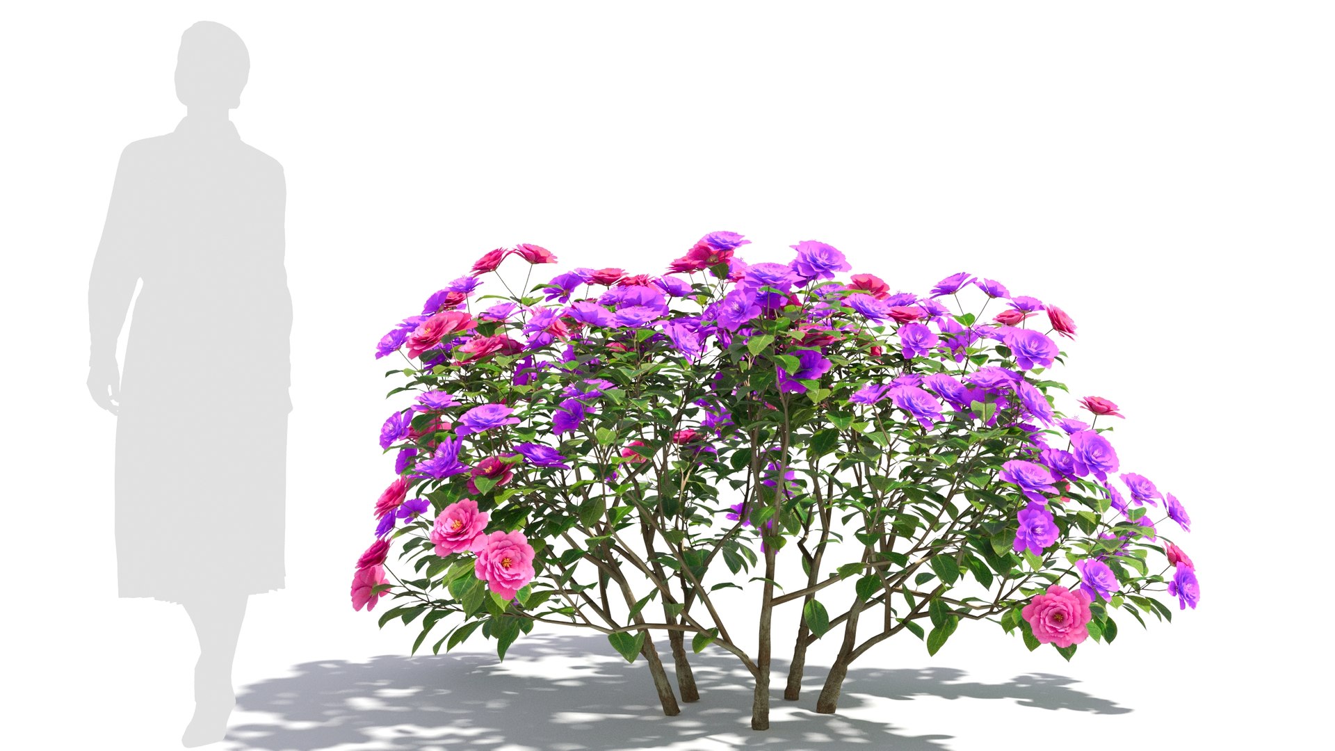 3D Camellias - TurboSquid 2048402