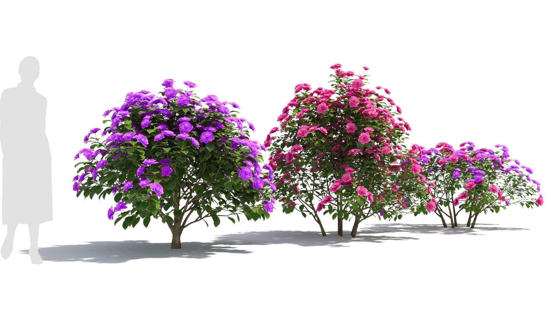 3D Camellias - TurboSquid 2048402