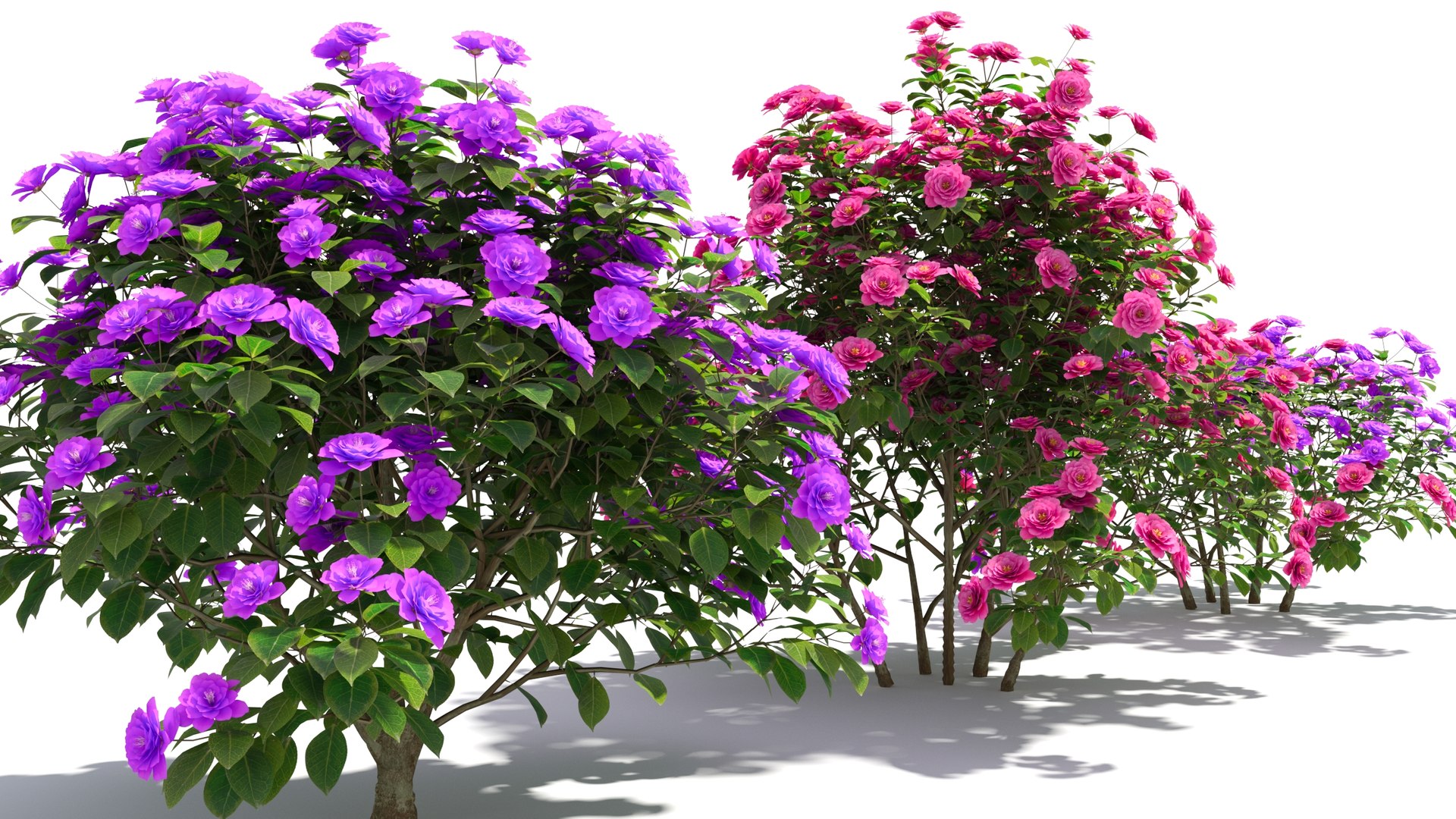 3D Camellias - TurboSquid 2048402