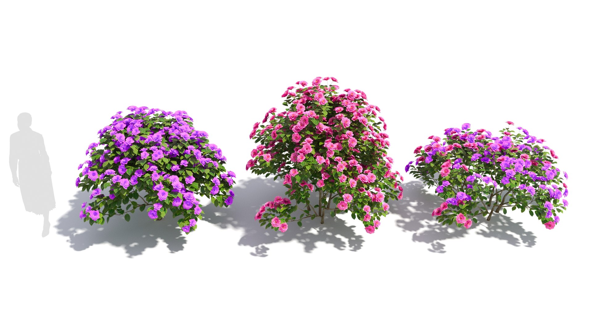 3D Camellias - TurboSquid 2048402