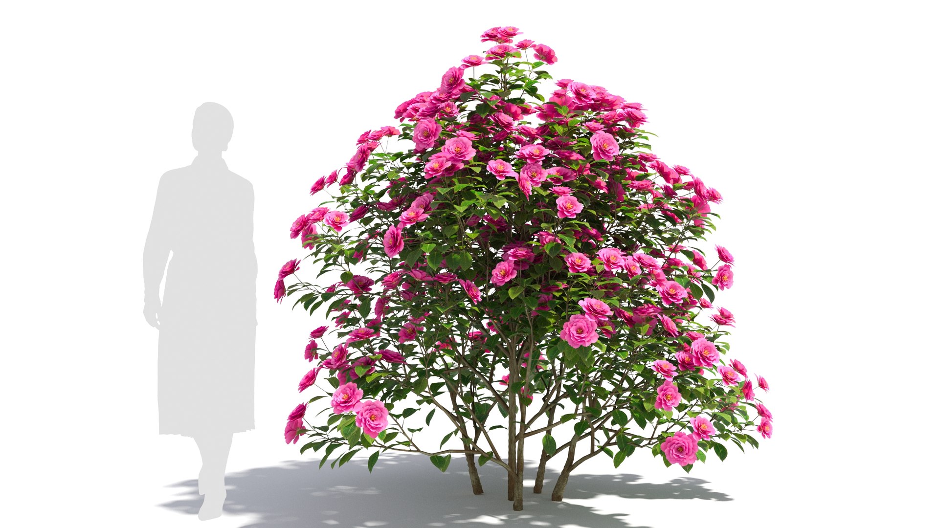 3D Camellias - TurboSquid 2048402