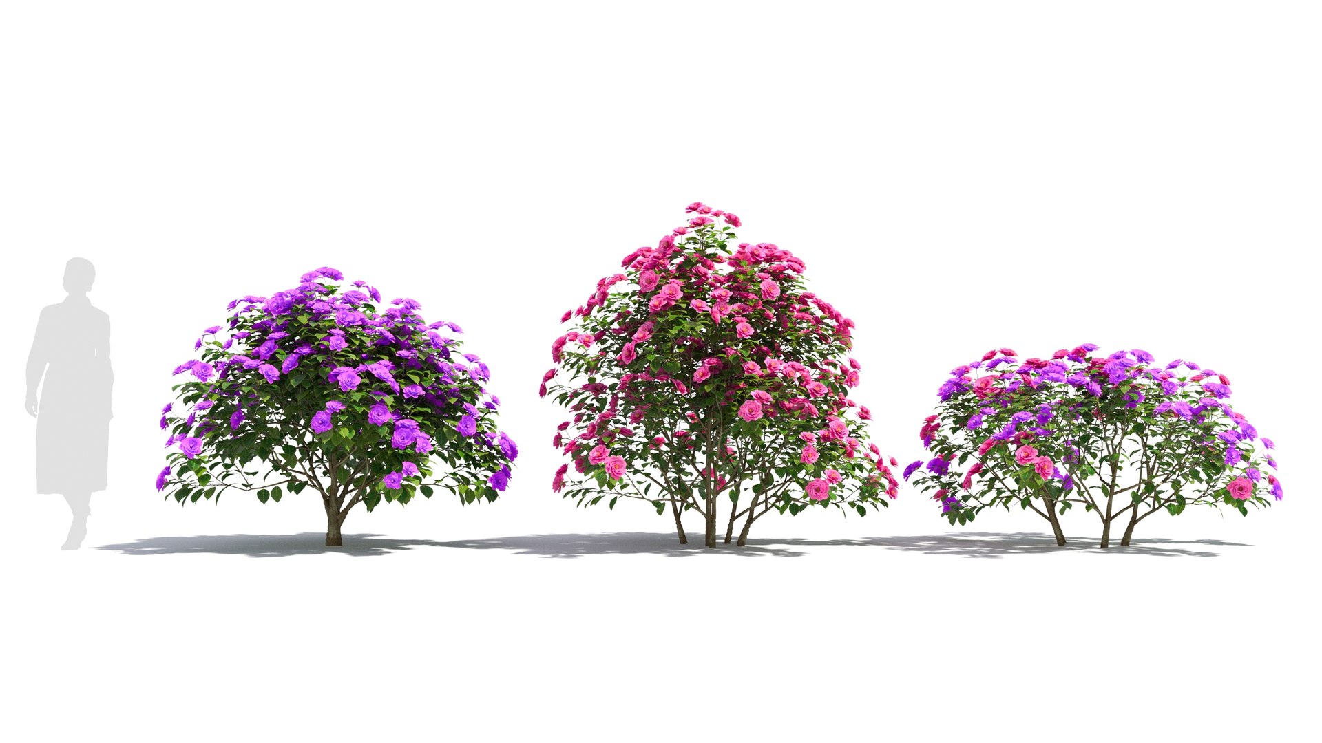 3D Camellias - TurboSquid 2048402