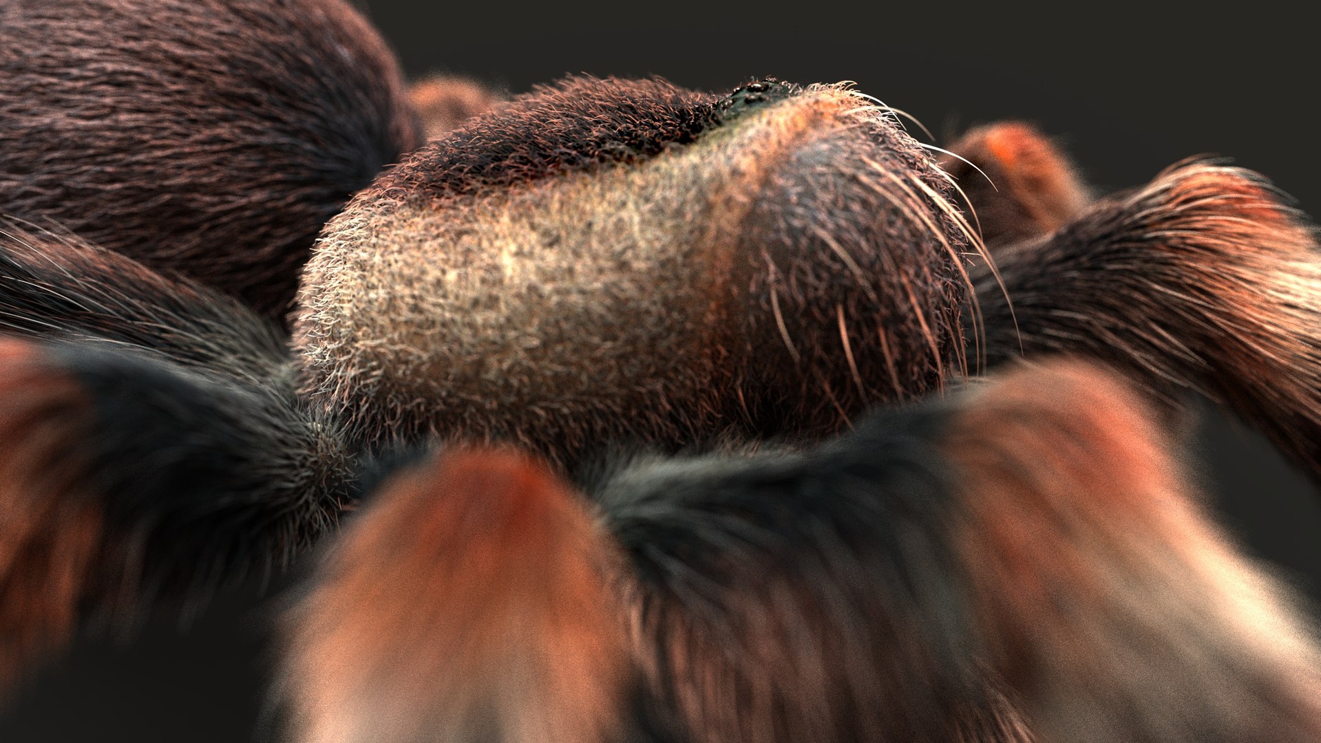 3D TARANTULA RIG XGEN - TurboSquid 2253822