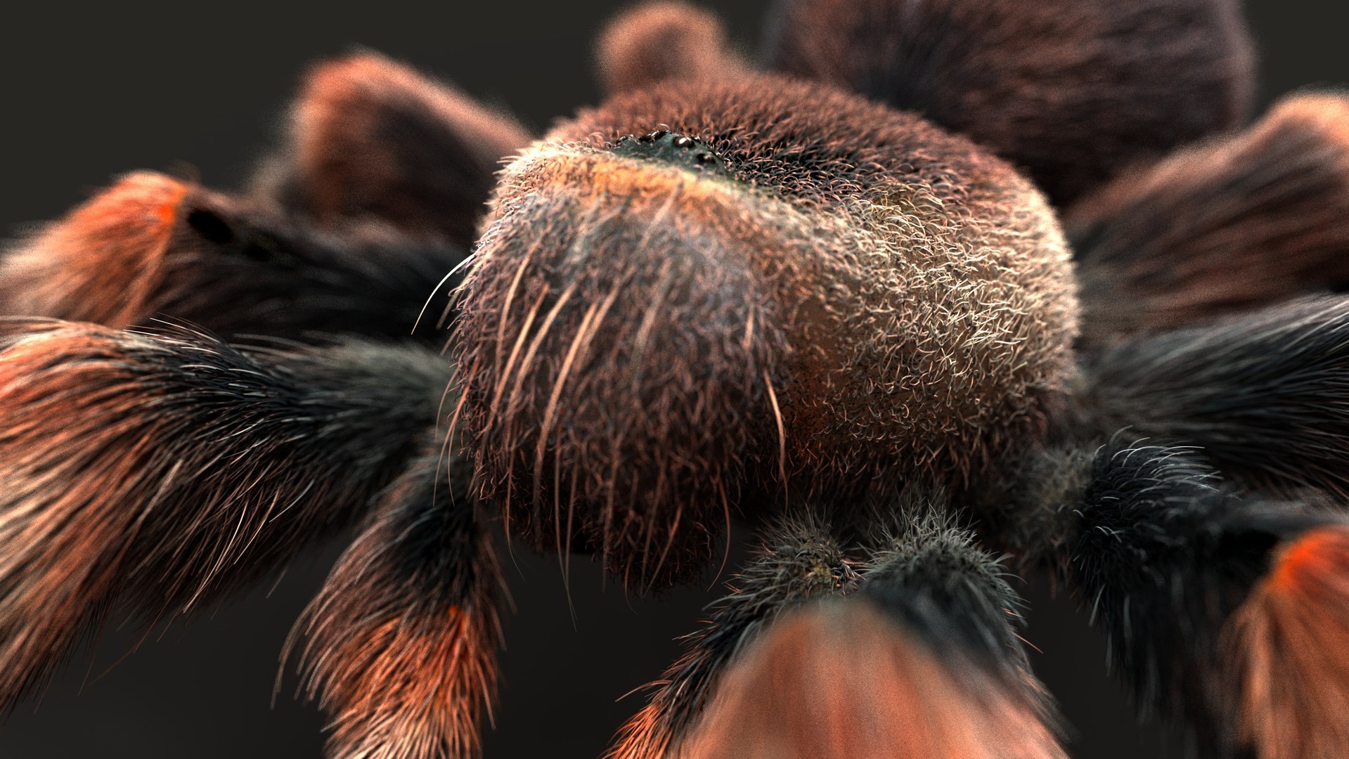 3D TARANTULA RIG XGEN - TurboSquid 2253822
