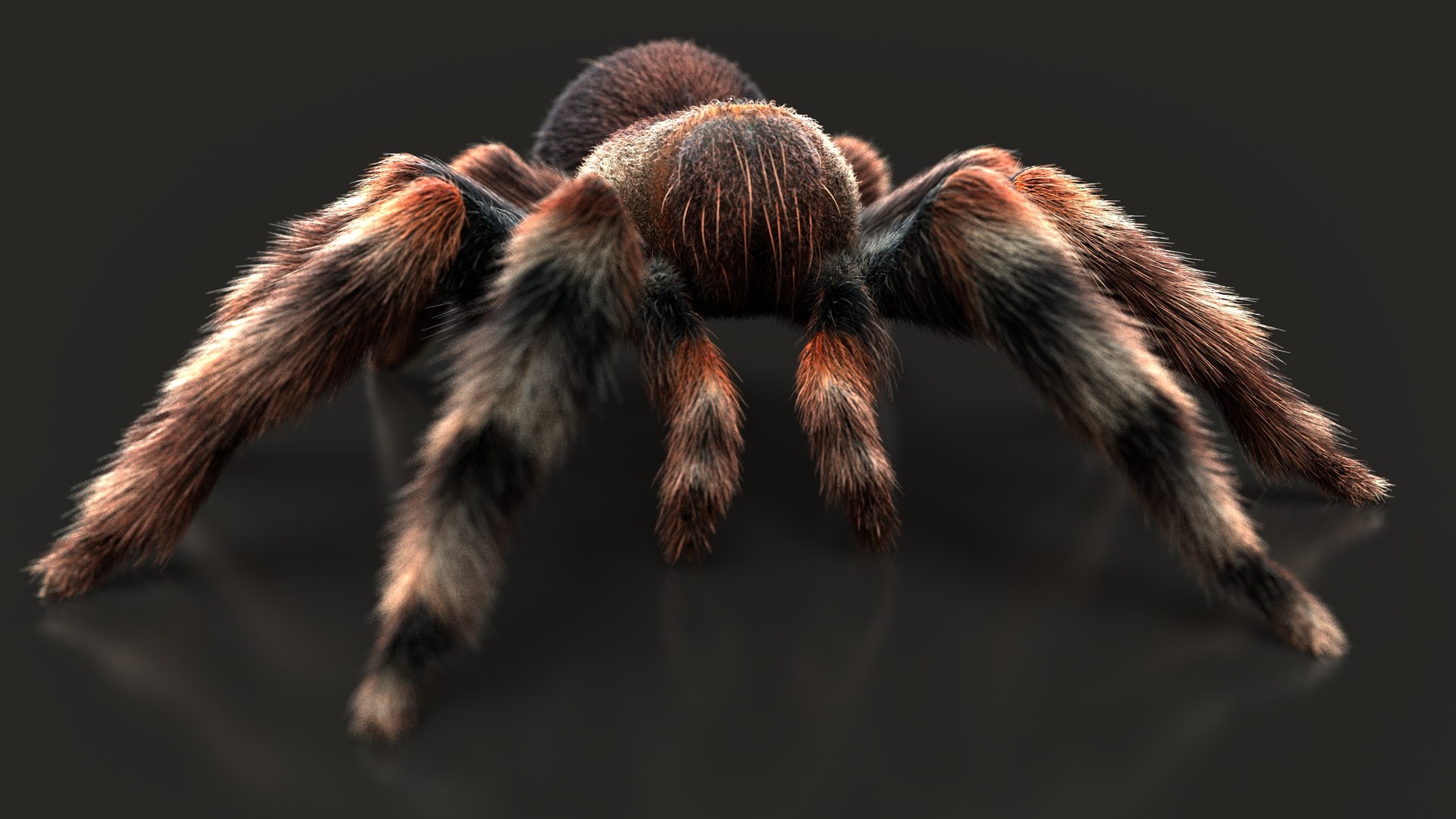 3D TARANTULA RIG XGEN - TurboSquid 2253822