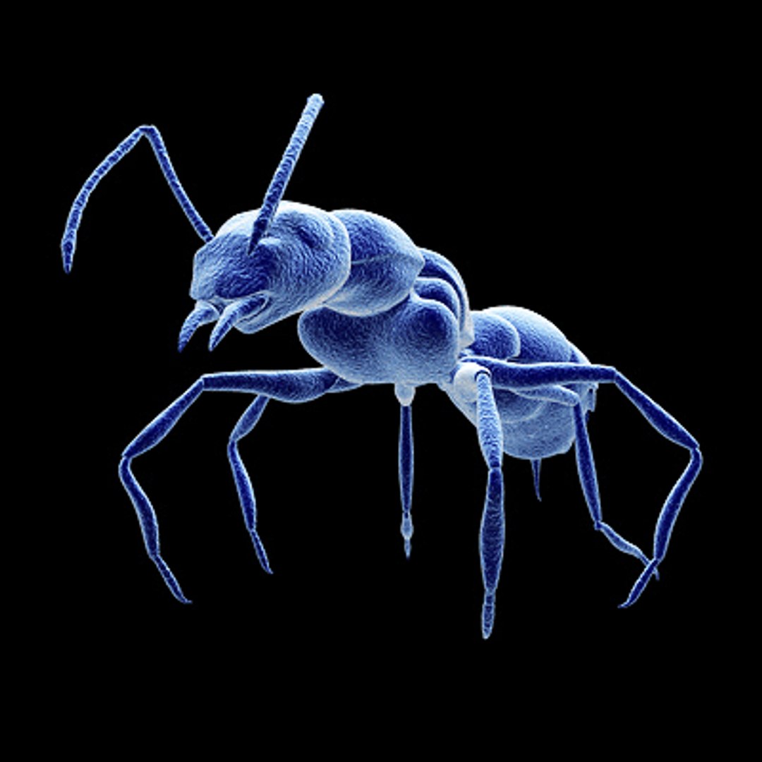 3d ant animation