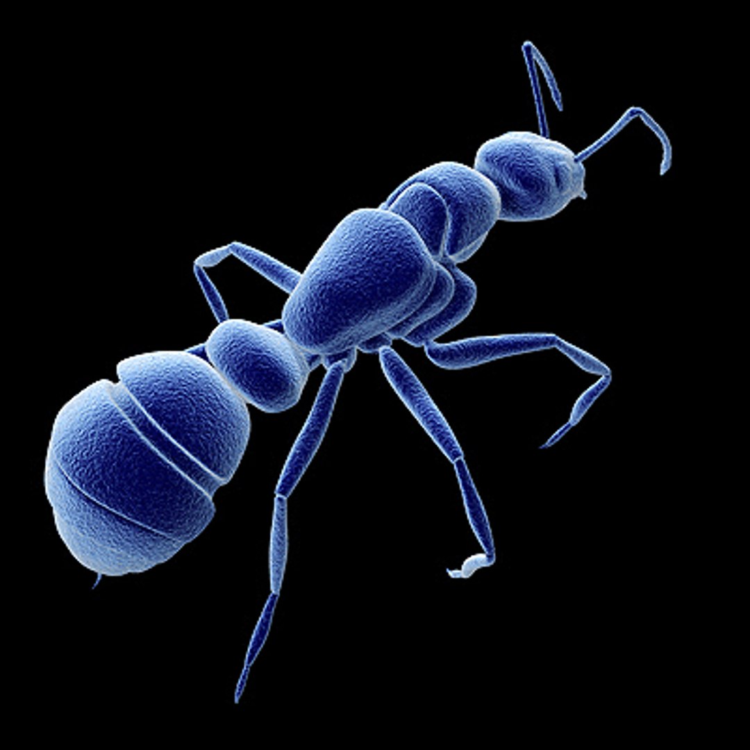 3d ant animation