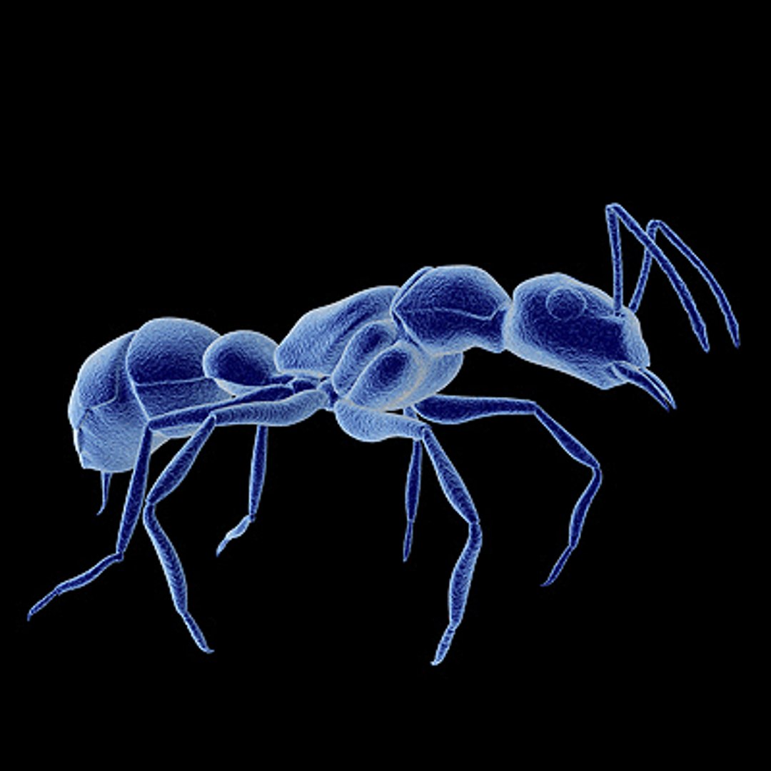 3d ant animation