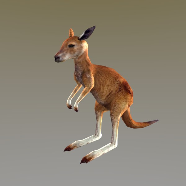 Rigged Kangaroo 3D Models for Download | TurboSquid
