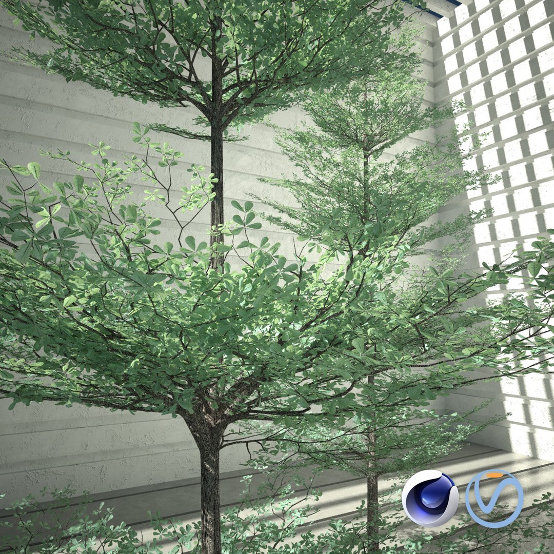 3D 6 variations bucida molineti - TurboSquid 1233147