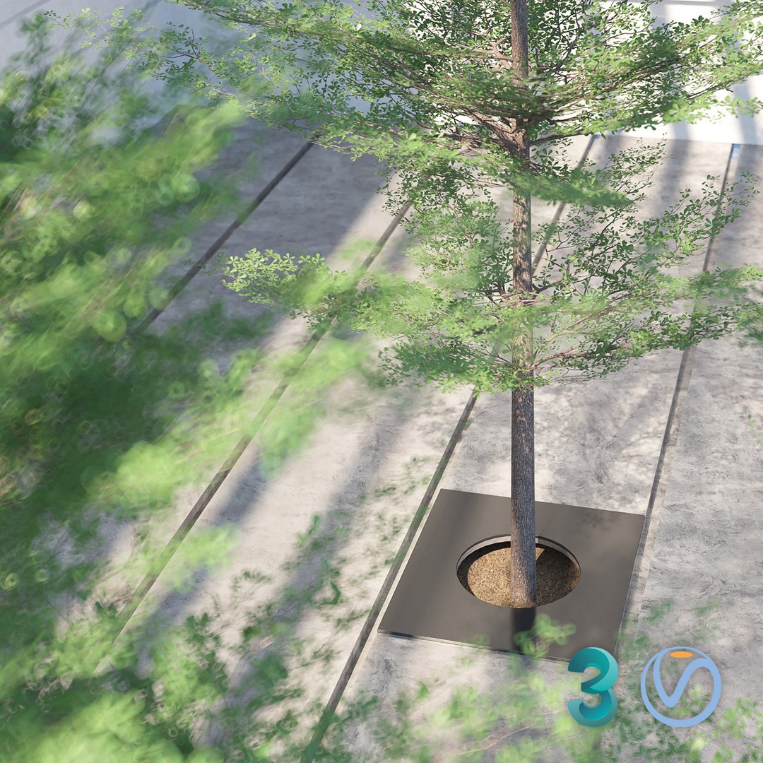 3D 6 Variations Bucida Molineti - TurboSquid 1233147