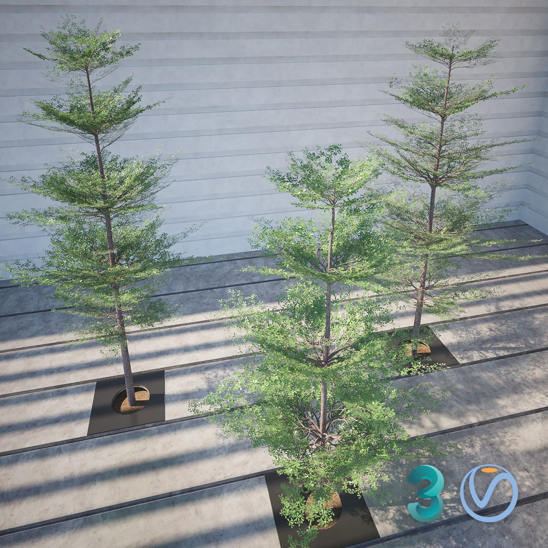 3D 6 Variations Bucida Molineti - TurboSquid 1233147