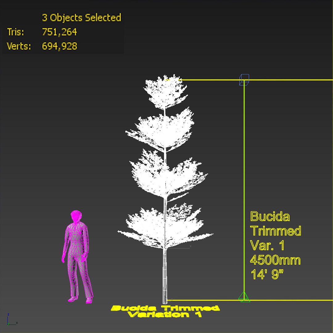 3D 6 variations bucida molineti - TurboSquid 1233147