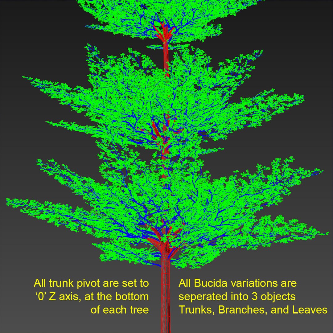 3D 6 variations bucida molineti - TurboSquid 1233147