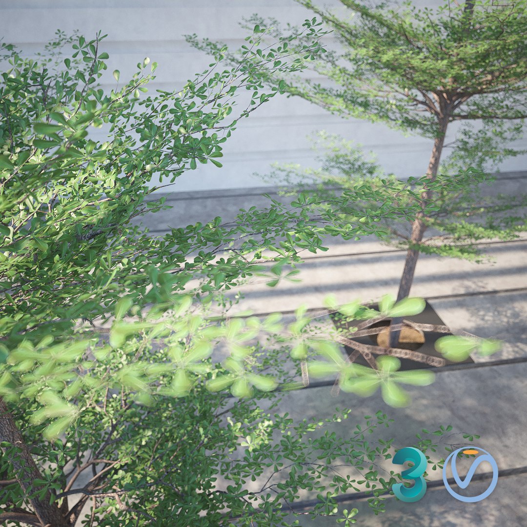 3D 6 Variations Bucida Molineti - TurboSquid 1233147