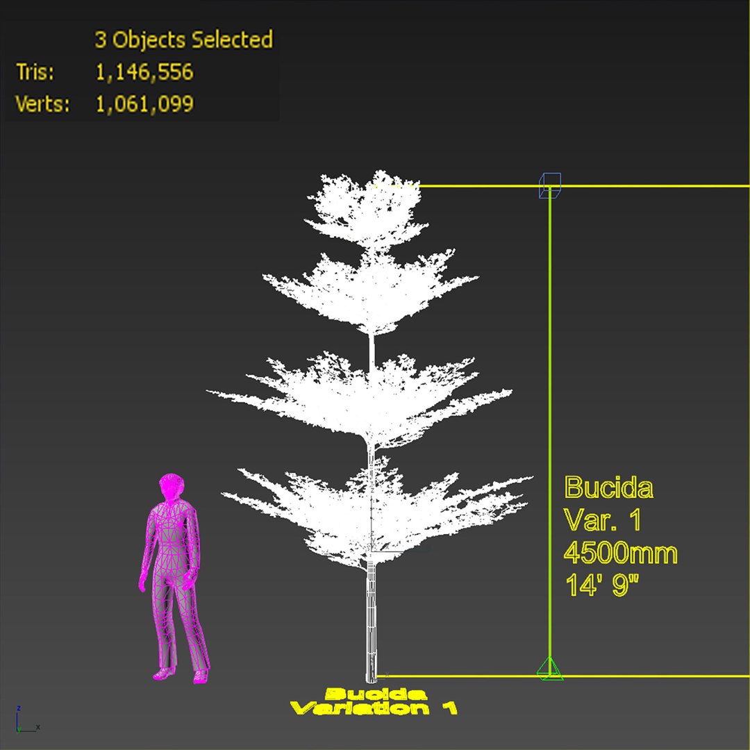 3D 6 variations bucida molineti - TurboSquid 1233147