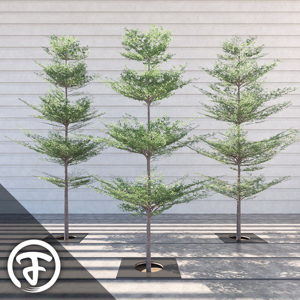 3D Terminalia-Catappa Models | TurboSquid