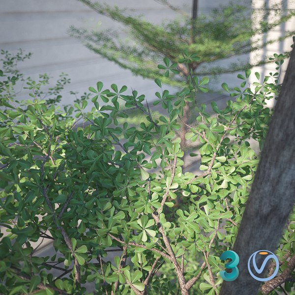 Bucida Molineti Terminalia Mantaly 6 Variação Modelo 3D - TurboSquid ...