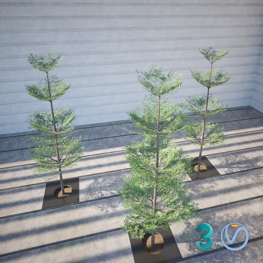 3D 6 Variations Bucida Molineti - TurboSquid 1233147