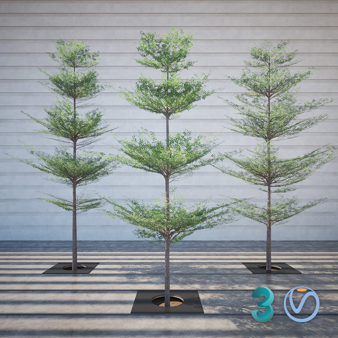 3D 6 Variations Bucida Molineti - TurboSquid 1233147