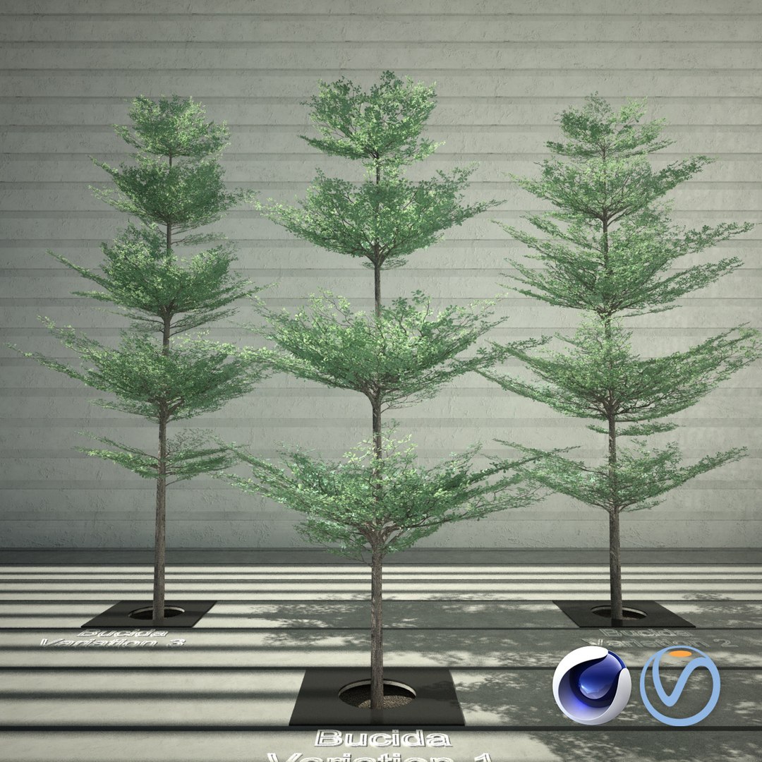 3D 6 variations bucida molineti - TurboSquid 1233147