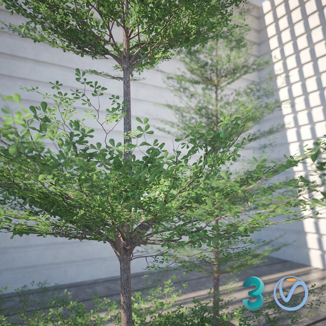 3D 6 Variations Bucida Molineti - TurboSquid 1233147