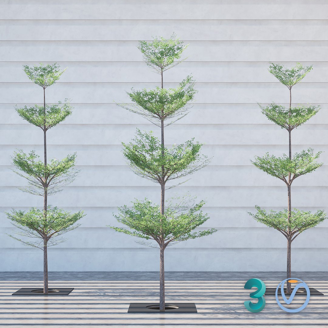 3D 6 Variations Bucida Molineti - TurboSquid 1233147