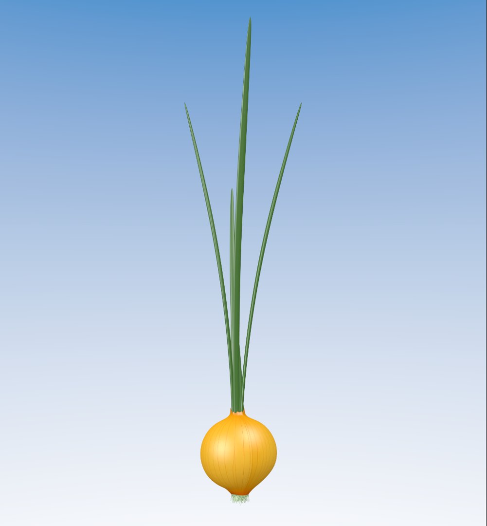 3D Onion Model - TurboSquid 1318291