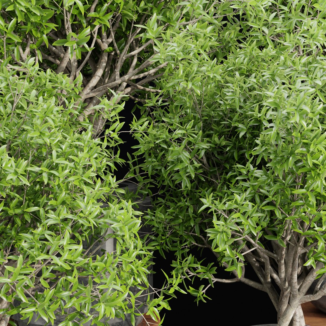 Indoor Plants Collection Vol 192-Blender-3dmodel 3D Model - TurboSquid ...
